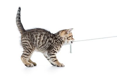 Pet-Friendly Home Automation for Animal Lovers